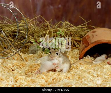 Gerbils, female carrying young, mongolian gerbils (Meriones ...