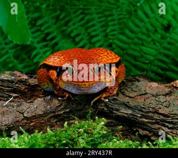 Tomato Frog (Dyscophus antongilii),adult, Maroantsetra, Northeastern ...
