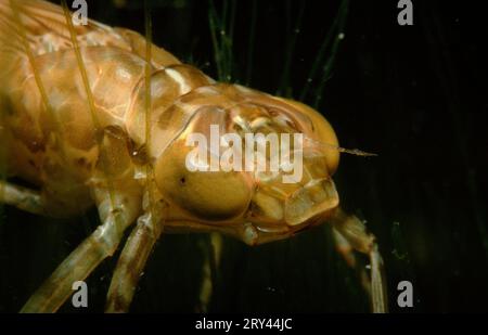 emperor dragonfly (Anax imperator), portrait of a larva with the ...
