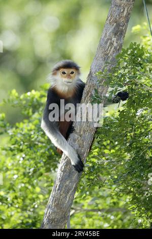 Red-shanked Douc Langur / Rotschenkel-Kleideraffe Stock Photo - Alamy