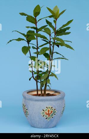 Greek laurel (Laurus nobilis) in a pot Stock Photo - Alamy