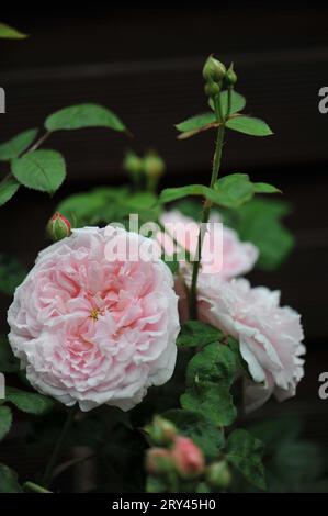 English roses in natural light with outdoor rose garden background ...