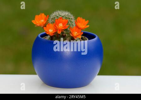 Cactus (Rebutia pulvinosa), plants, cactuses (Cactaceae) (cactaceae ...