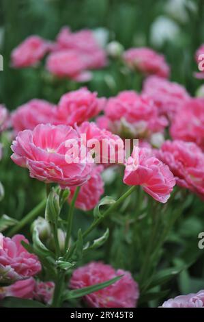 Pink multi-flowered Double Late tulips (Tulipa) Anne Fleur bloom in a ...