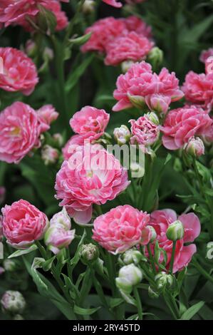 Pink multi-flowered Double Late tulips (Tulipa) Anne Fleur bloom in a ...