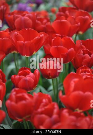 Red Triumph tulips (Tulipa) Antarctica Fire bloom in a garden in April ...