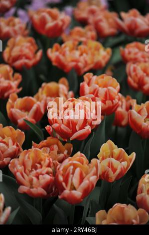A yellow blossoming roses in the garden. Beautiful yellow rose bush ...