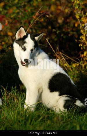 SIBERIA HUSKY/4 MONTHS OLD Stock Photo - Alamy