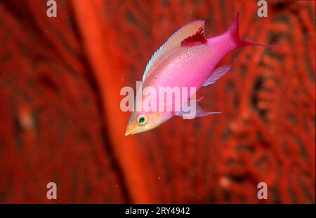 Purple Fairy Basslet, Pseudanthias tuka, Flores, Indonesia Stock Photo ...