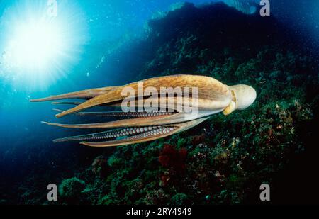 Common Octopus (Octopus vulgaris), side view Stock Photo - Alamy