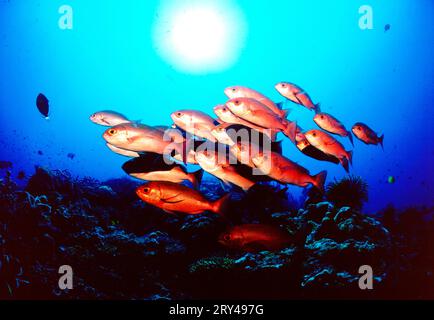 Lunar-tailed Bullseyes, Crescent-tail Bigeye, Moontail (Priacanthus ...