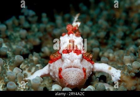 Clown Frogfish, Komodo national park, Indonesia, Wart frogfish ...