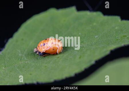 Ladybug pupae on wild plant leaves Stock Photo - Alamy