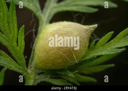 Gall, a deformed tumor or protrusion formed by accelerated division and ...