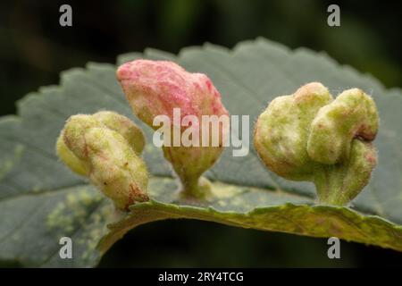Gall, a deformed tumor or protrusion formed by accelerated division and ...