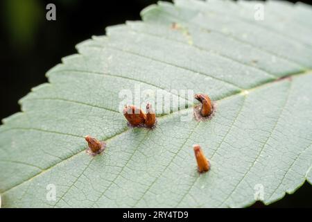 Gall, a deformed tumor or protrusion formed by accelerated division and ...