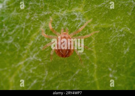 mite inhabiting on the leaves of wild plants Stock Photo - Alamy
