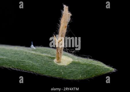 The pupal shell of insects Stock Photo - Alamy