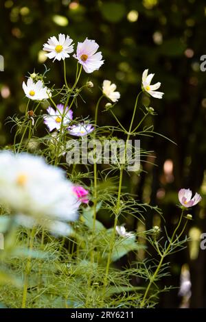 Beautiful cosmo flowers in a home garden during fall, in northern ...