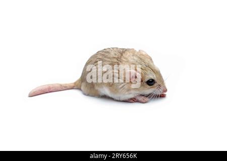 Side view of Fat tailed gerbil aka Pachyuromys duprasi, standing side ...