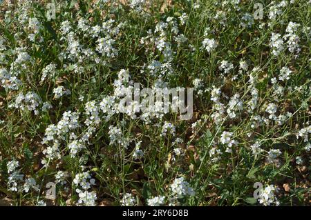 Flores silvestres, jaramago, diplotaxis erucoides Stock Photo - Alamy