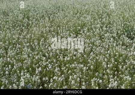 Flores silvestres, jaramago, diplotaxis erucoides Stock Photo - Alamy