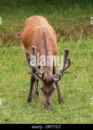 Starling Feeding on Flies from a Red Deer Stag Stock Photo - Alamy