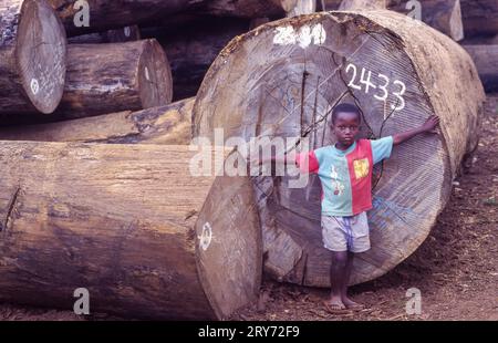 Ghana, Samreboi - child at the logs storage of a sawmill Stock Photo ...