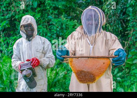 Ghana, Samreboi. Beekeepers with honeycomp and a smoke-blower (to keep ...