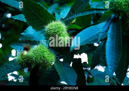 Green shells of unripe wild chestnut fruits, spiked, along with leaves ...