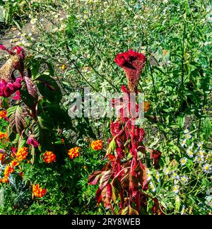 Crested Cockscomb Flower, scientifically known as Celosia argentea ...