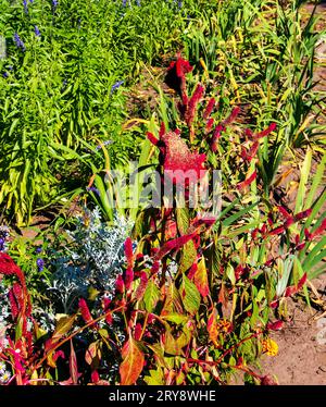 Crested Cockscomb Flower, scientifically known as Celosia argentea ...