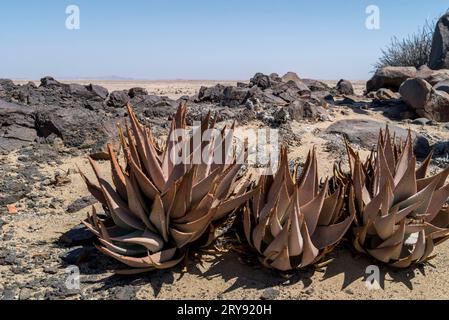 Aloe (Aloe hereroensis), Namib Naukluft National Park, Namibia Stock ...