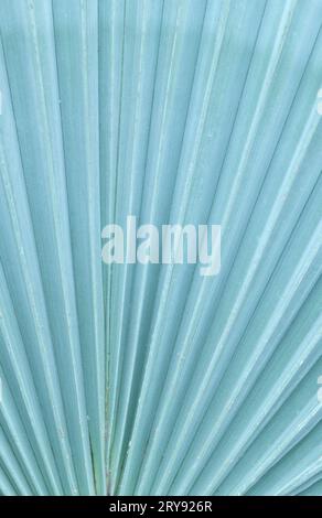 Palmetto leaf detail Everglades national park Florida USA Serenoa ...