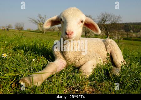 LAND SHEEP MERINO Stock Photo - Alamy