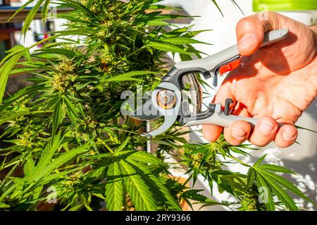 Marijuana buds being cut at a marijuana farm. medicinal cannabis Stock ...