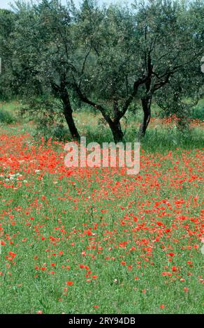 Common Poppy and Olive Trees Stock Photo - Alamy