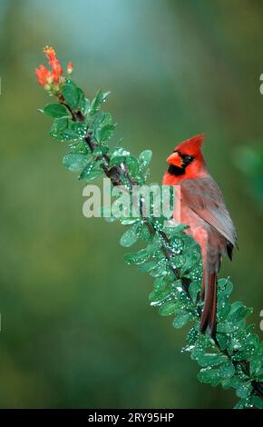Northern Cardinal ( Cardinalis cardinalis), adult male perched on ...