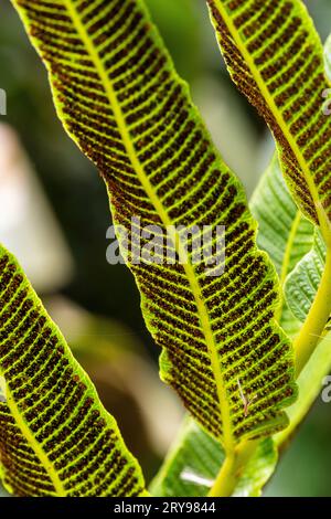 amazon fern in the rainforest,Tingo Maria,Perú Stock Photo - Alamy