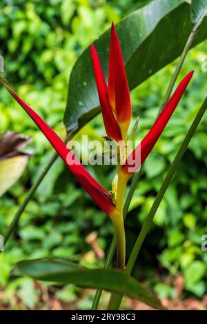 Heliconia flower in the amazonian rain forest, Perú Stock Photo - Alamy