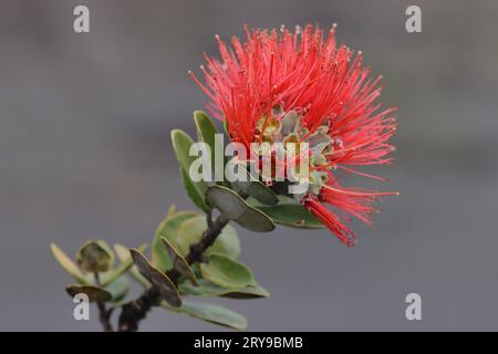 A red Ohia Lehua flower and plant, also called the mamo plant, from ...
