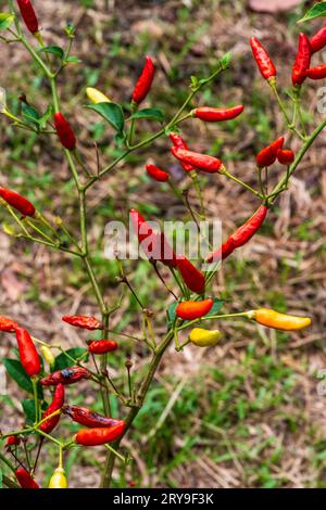chilli pepper, Perú Stock Photo - Alamy