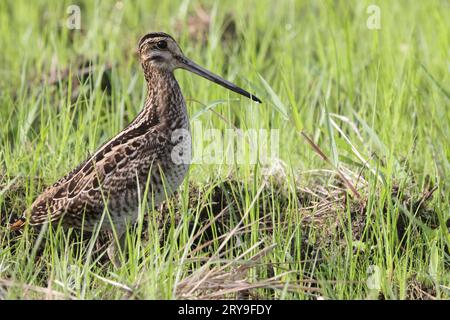 Swinhoe's snipe, (Gallinago megala), also known as forest snipe or ...
