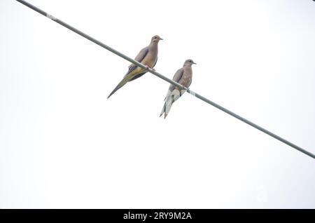 A pair of mourning doves perched on a tree branch Stock Photo - Alamy