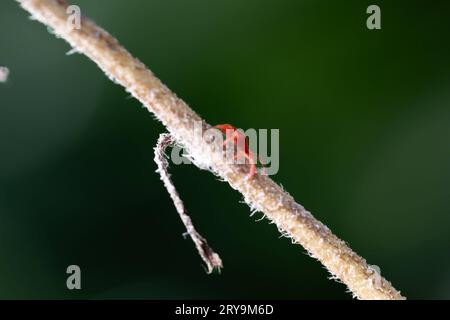 Rote Samtmilbe in Aachen am 29. September 2023. GERMANY - AACHEN - MITE ...