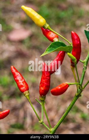 chilli pepper, Perú Stock Photo - Alamy