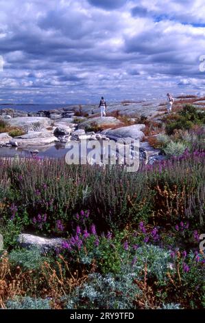 skerry island in the stockholm archipelago Stock Photo - Alamy