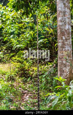 Dracontium loretense (sacha jergon), Amazonian medicinal plant ...