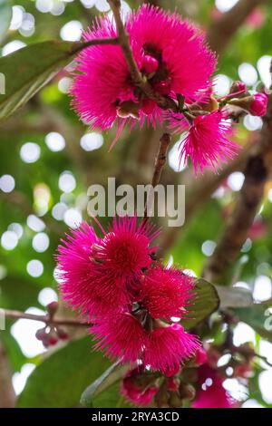 Rose Apple Flower, Syzygium jambos, Myrtaceae. Tsarasaotra Park ...