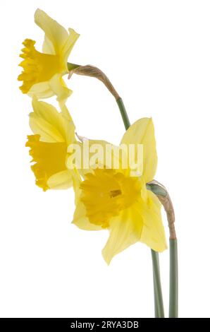 Yellow jonquil flowers Stock Photo - Alamy